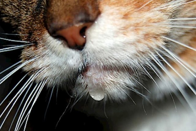 ¿Porqué los gatos babean? – Intermedvet