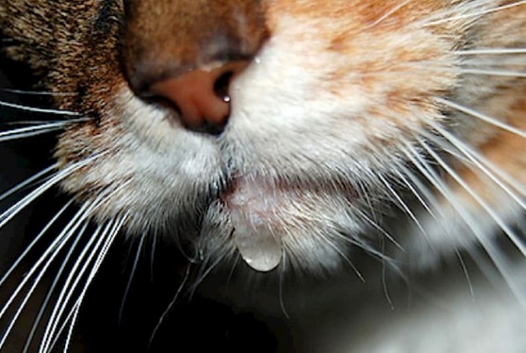 ¿Porqué los gatos babean? – Intermedvet