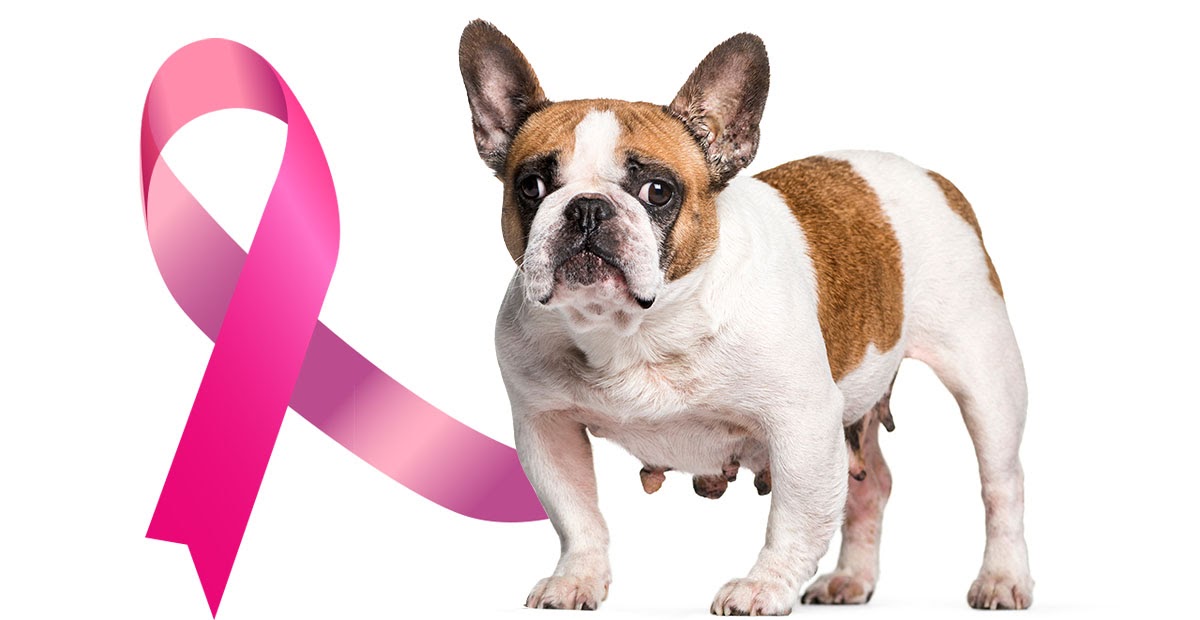 Tumores mamarios en perras y gatas – Intermedvet